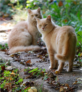 Know your Rights: What is Animal Control Allowed to Do