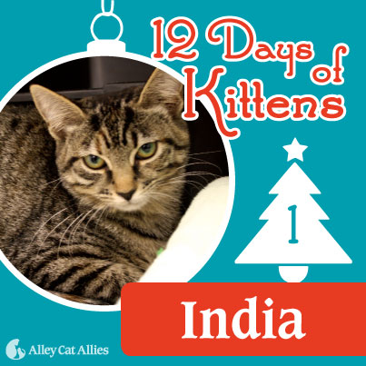 12 Days of Kittens Holiday Adoption Event | Alley Cat Allies