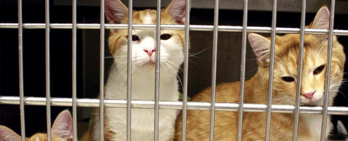 The Future Five: These Shelters Are Committed to Lifesaving Changes for ...