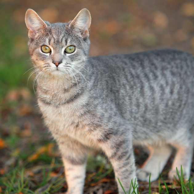 Alabama Residents: Help Save Spay/Neuter Clinics! | Alley Cat Allies