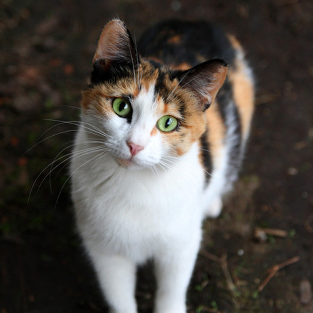 Stand Up for Cats and Trap-Neuter-ReturnUrge The Washington Post to Set ...