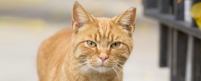 Protecting Cats in Michigan | Alley Cat Allies