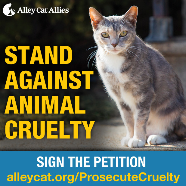 Sign the Petition: Stand Against Animal Cruelty! | Alley Cat Allies