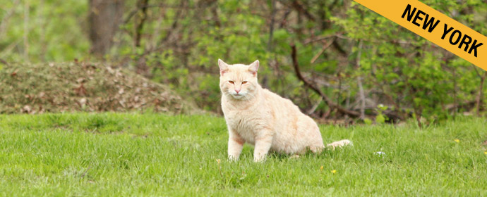 Yonkers Update: Cats' New Political Advocates | Alley Cat Allies