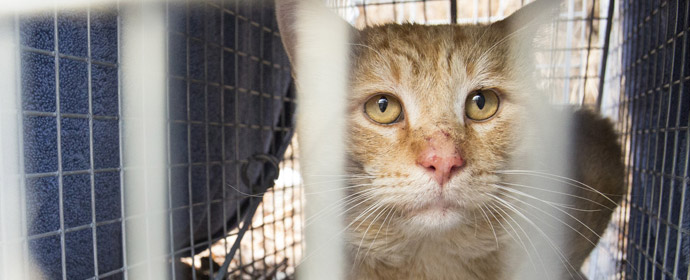 In Your Back Yard | Alley Cat Allies