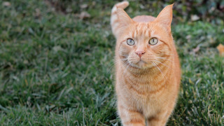 About Alley Cat Allies | The Leading Global Cat Advocacy Organization