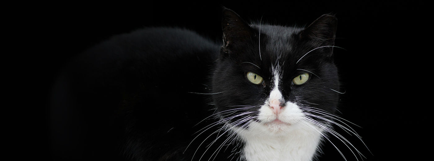 Cat Laws & Regulations | Learn Cat Rights | Alley Cat Allies