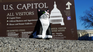 Elected Official | Alley Cat Allies