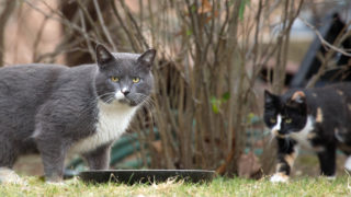 Feral Friends Network® | Feral Cat Rescue Groups and TNR | Alley Cat Allies