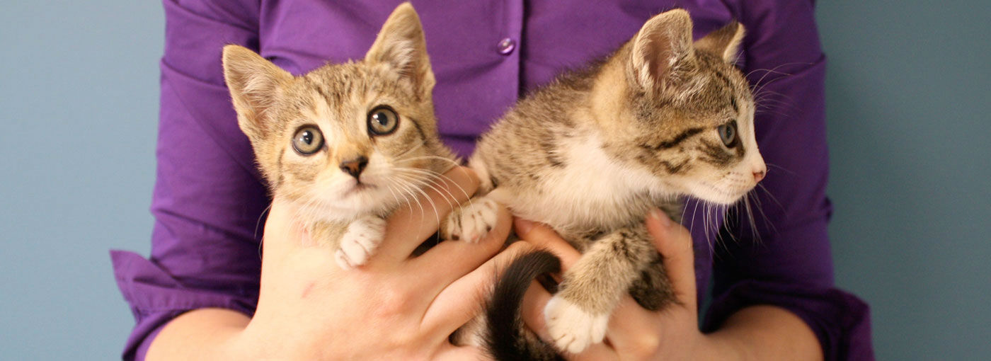 Get Help and Advice for Cats and Kittens | Alley Cat Allies