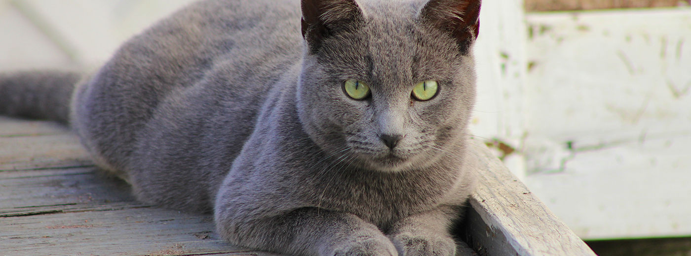 Press | Alley Cat Allies