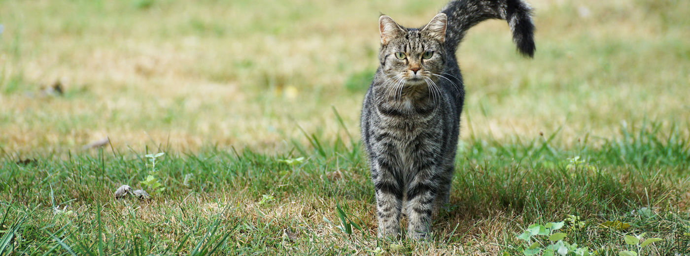 Storemapper Test | Alley Cat Allies