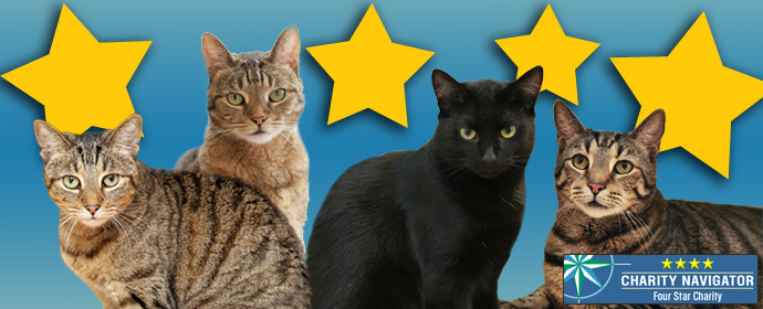 We're 4-Stars! | Alley Cat Allies