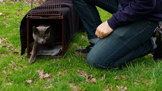 TNR | Trap, Neuter or Spay, Return | Catch & Release Programs for Cats