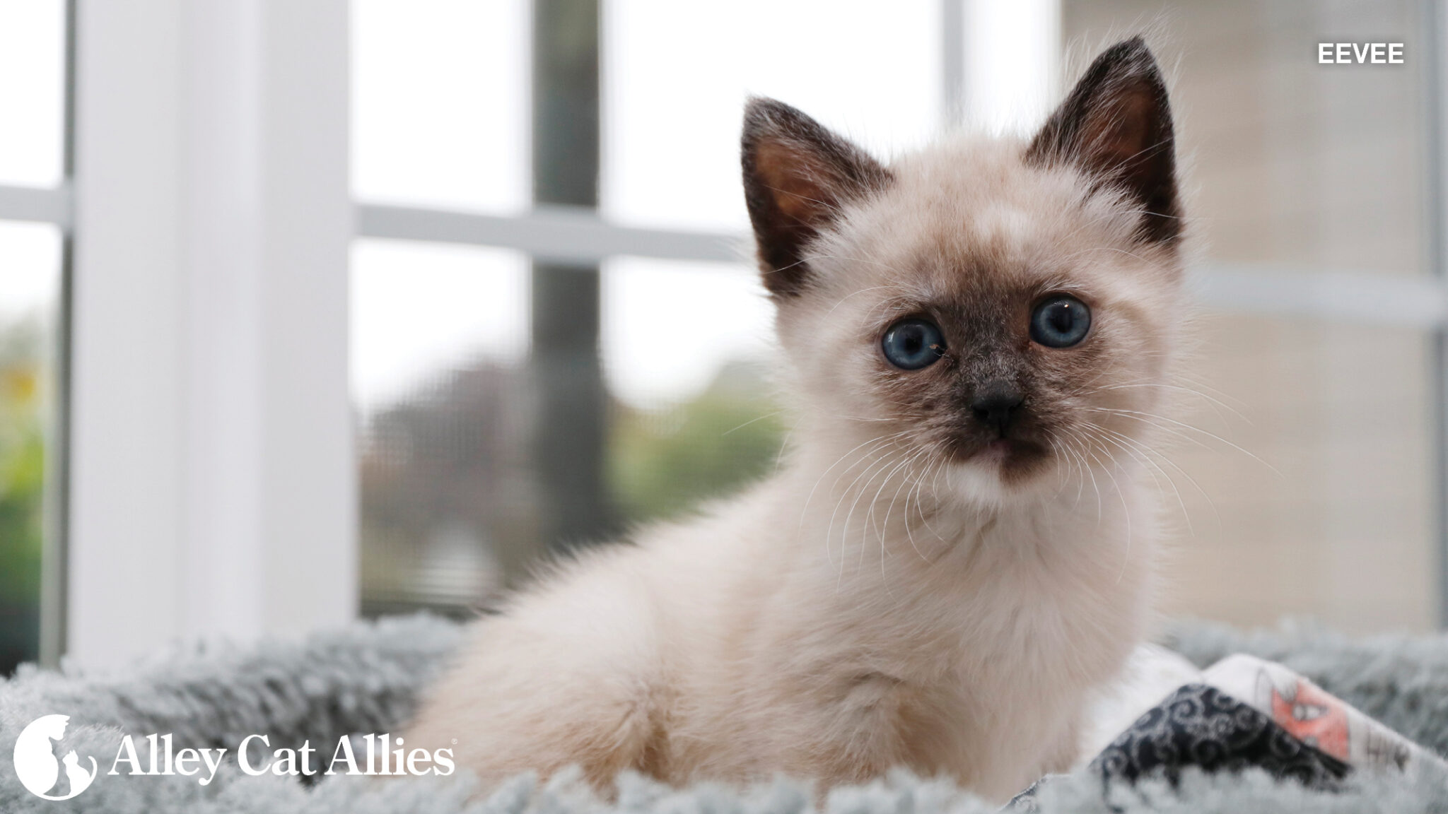 How to Socialize a Kitten | Alley Cat Allies