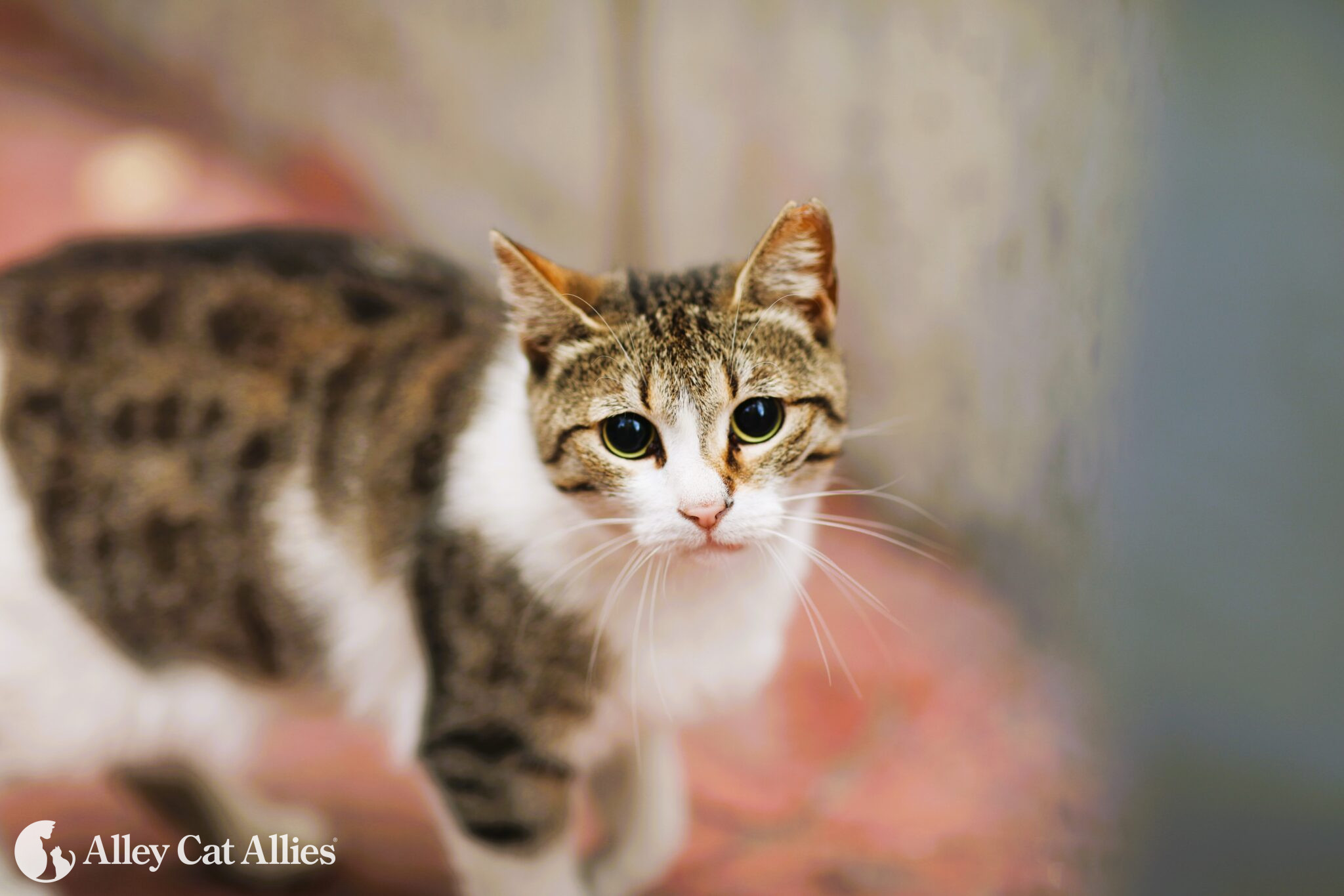 Community Cat TNR Protocol: Eartipping | Alley Cat Allies