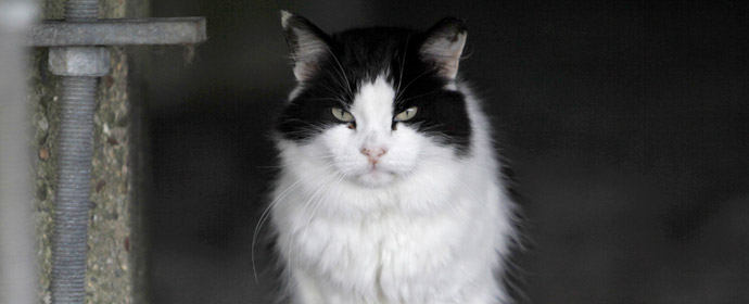 One Week 'til National Feral Cat Day! | Alley Cat Allies