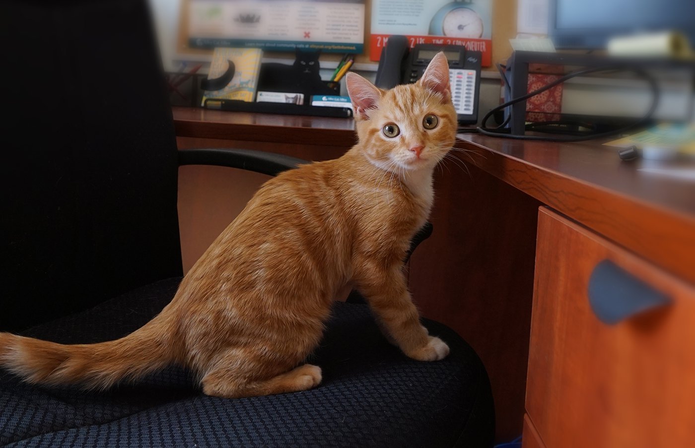 Reducing Shelter Admissions and Saving Lives with a Cat Help Desk ...