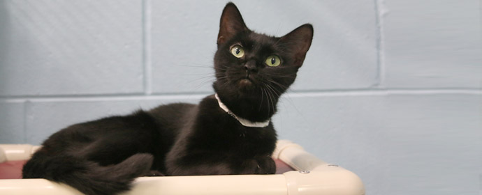 Making Change in Lake County, Florida | Alley Cat Allies