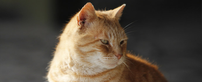 Alley Cat Allies Is Fighting for Cats in Australia | Alley Cat Allies