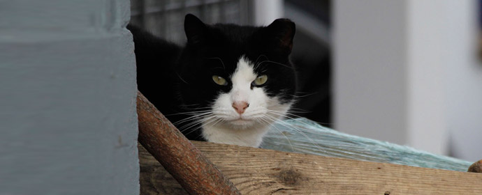 How to Prepare and Keep Cats Safe in a Disaster