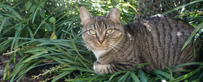 Richland, Missouri Embraces TNR | Alley Cat Allies