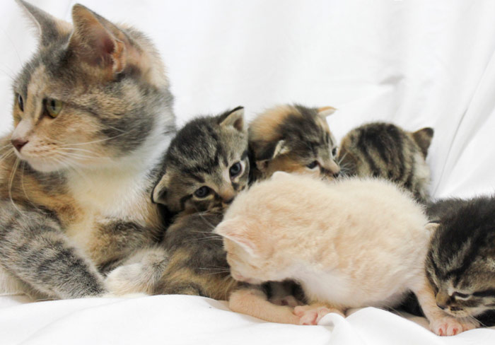 Five Tips to Help Kittens This Spring | Alley Cat Allies