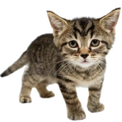 Newborn Kitten Progression & Cat Age Chart with Pictures | Alley Cat Allies