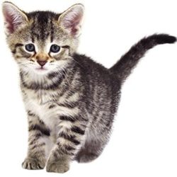 Newborn Kitten Progression & Cat Age Chart with Pictures | Alley Cat Allies