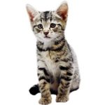 Newborn Kitten Progression & Cat Age Chart with Pictures | Alley Cat Allies