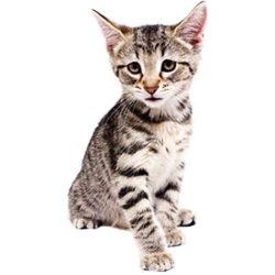 Newborn Kitten Progression & Cat Age Chart with Pictures | Alley Cat Allies