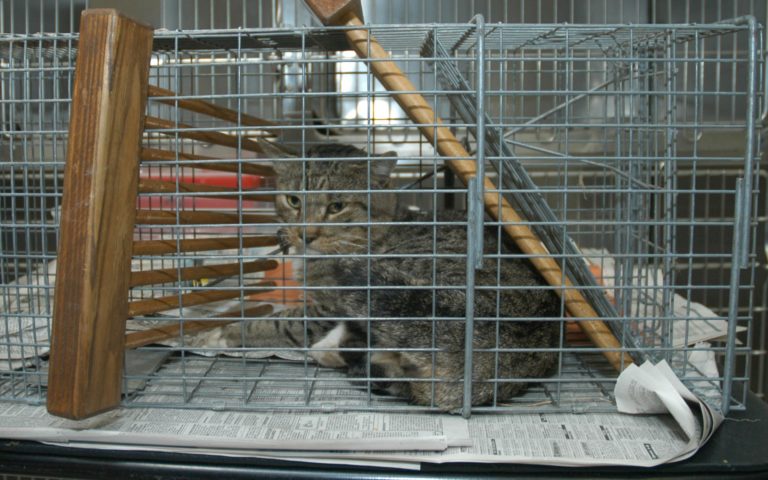 Special Considerations and Equipment Necessary for Handling a Feral Cat ...