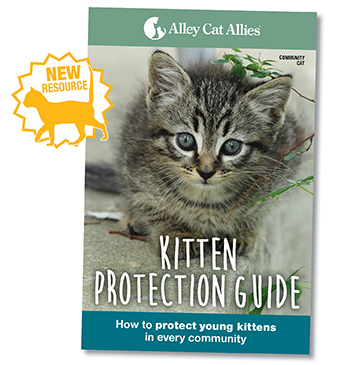 Get the New Alley Cat Allies Kitten Protection Guide to Help Kittens ...
