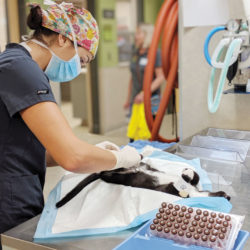 High-Quality, High-Volume Spay and Neuter Clinic Guide | Alley Cat Allies