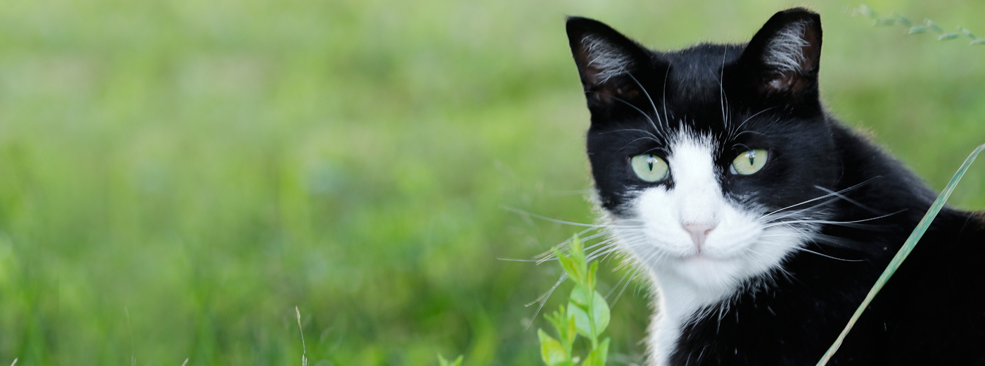 Act Locally for Cats | Alley Cat Allies