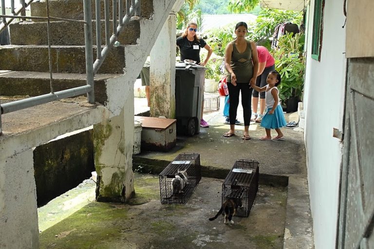 Learning How to Trap Cats Samoan Style: Trapped in Paradise Day 1 ...
