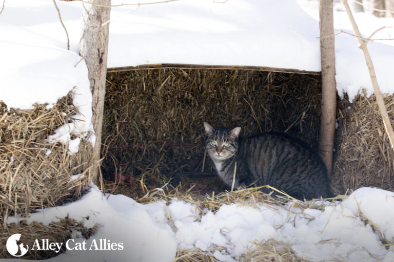 Ten Winter Weather Tips For Outdoor Cats | Alley Cat Allies