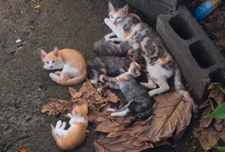 Samoans Show Support for Community Cats: Trapped in Paradise Days 2-3 ...