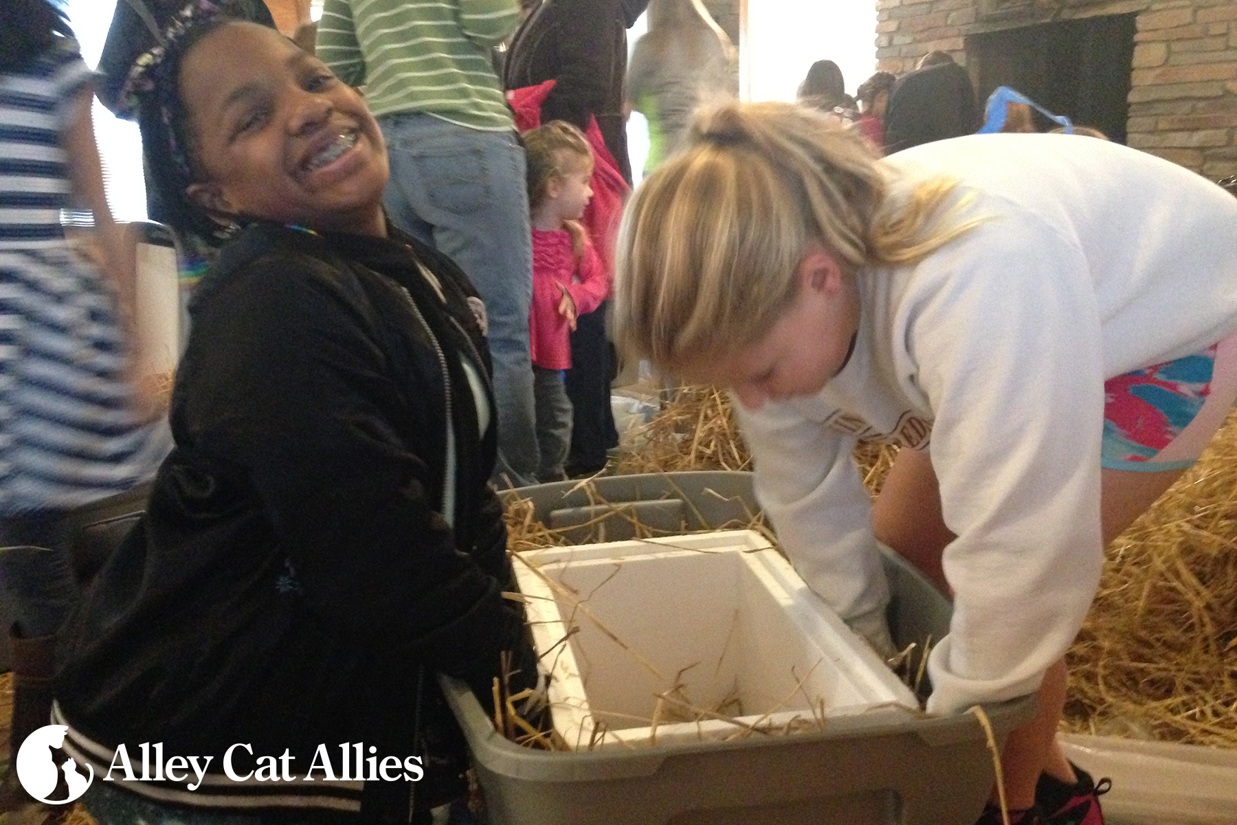 Alley Cat Allies, Local Girl Scouts Protect Cats With Shelters | Alley ...