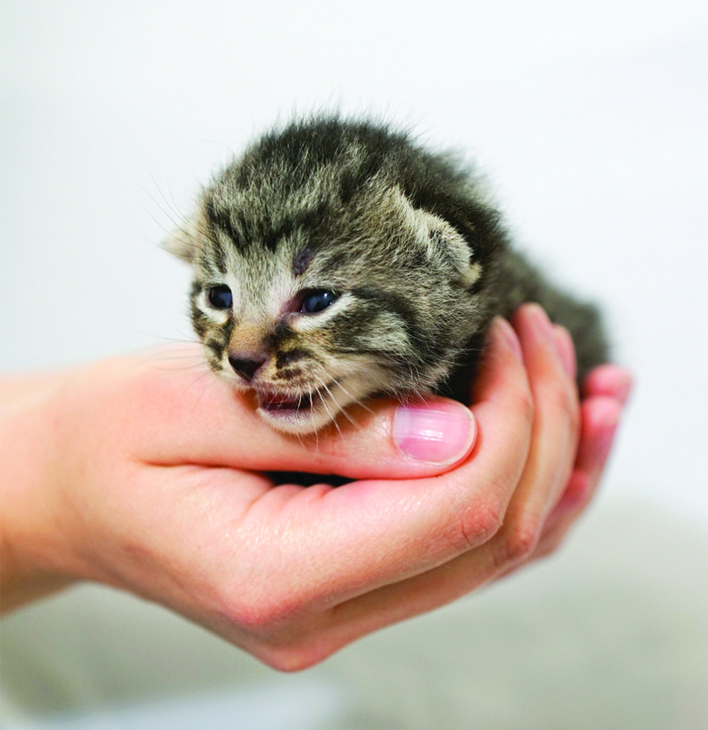 Taking Care Of A Kitten | You Can Be a Kitten Caregiver | Alley Cat Allies