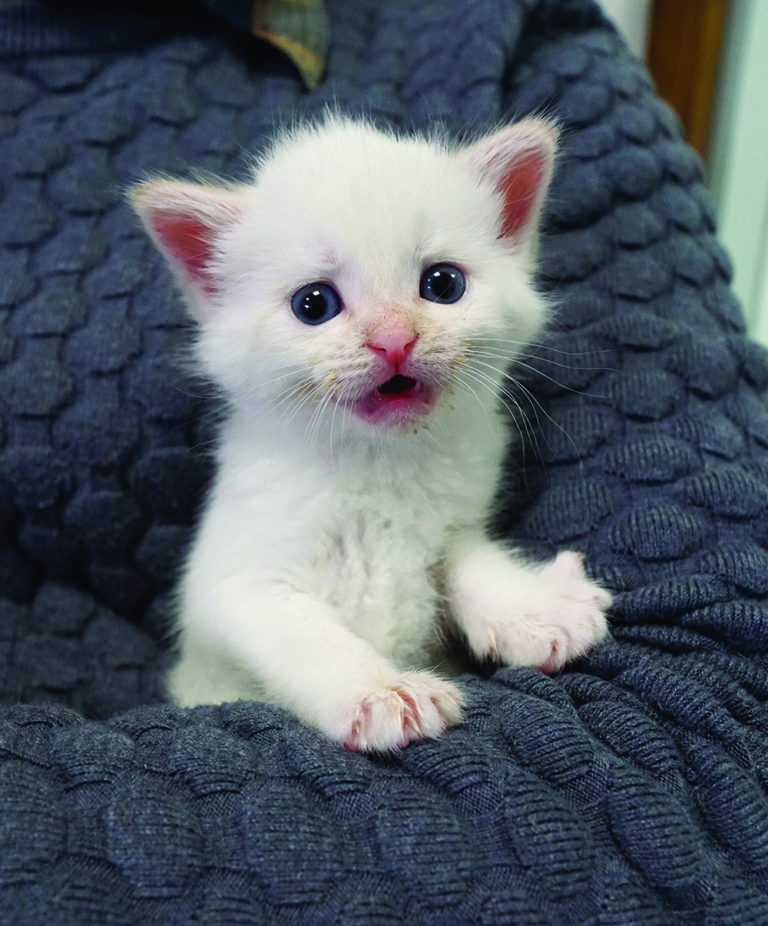 Taking Care Of A Kitten | You Can Be a Kitten Caregiver | Alley Cat Allies