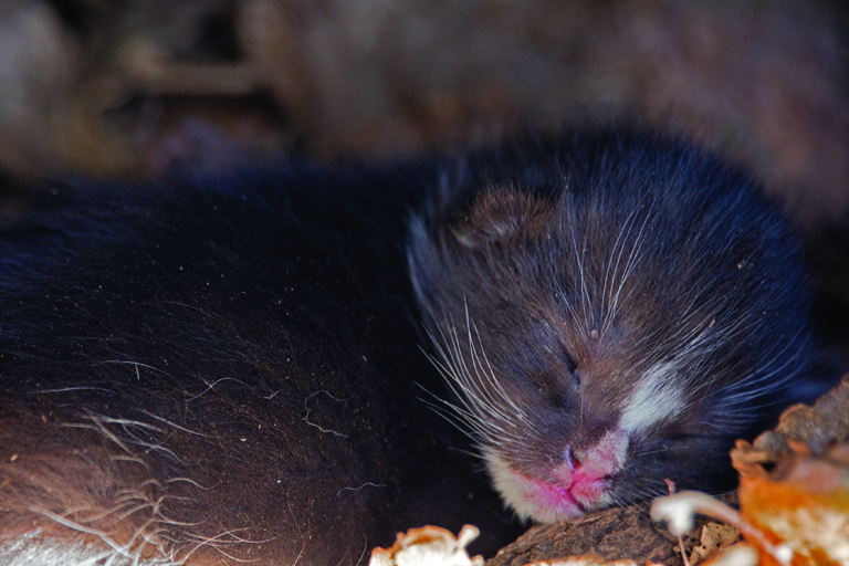 Taking Care Of A Kitten | You Can Be a Kitten Caregiver | Alley Cat Allies