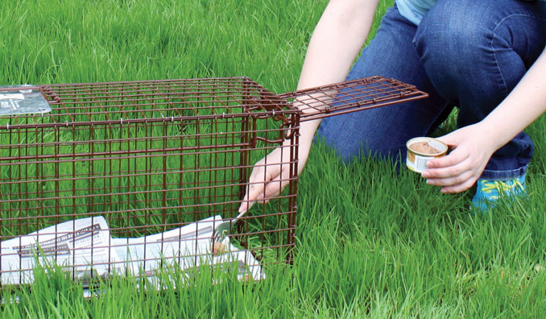 Help Community Cats: A Step-by-Step Guide to Trap-Neuter Return