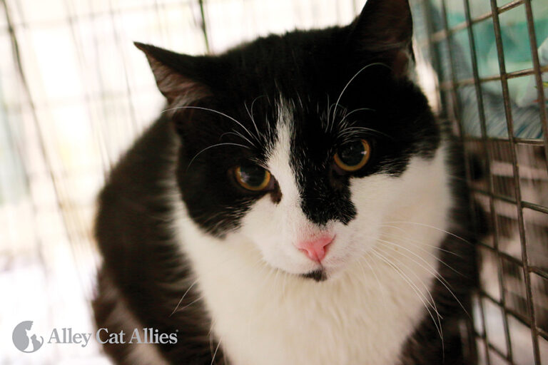 Help Community Cats: A Step-by-Step Guide to Trap-Neuter Return