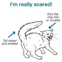 Cat & Kitten Body Language & Posture | A Visual Guide