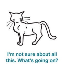 Cat & Kitten Body Language & Posture | A Visual Guide