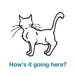 Cat & Kitten Body Language & Posture | A Visual Guide