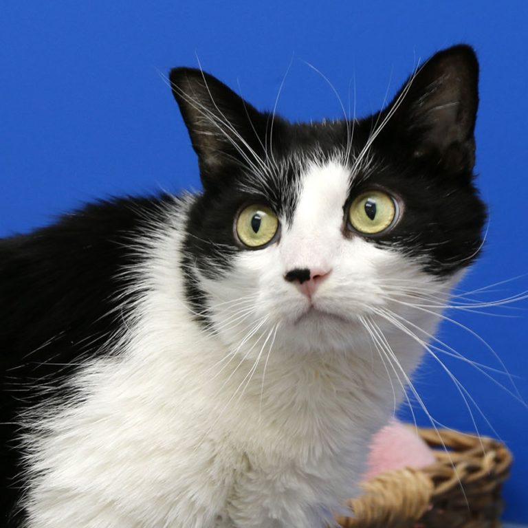 A Look Back: Adopted Cats of 2018 | Alley Cat Allies