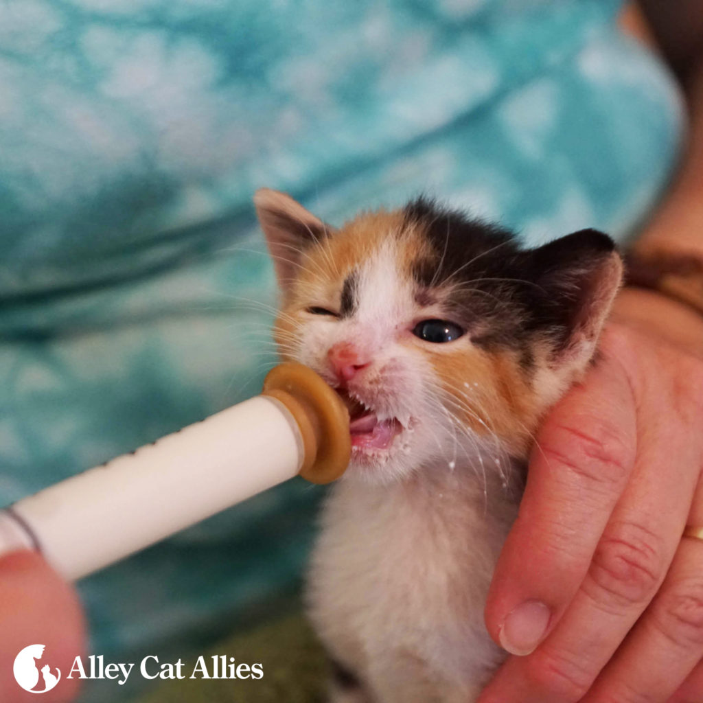 Tips for Kitten Care This Kitten Season | Alley Cat Allies