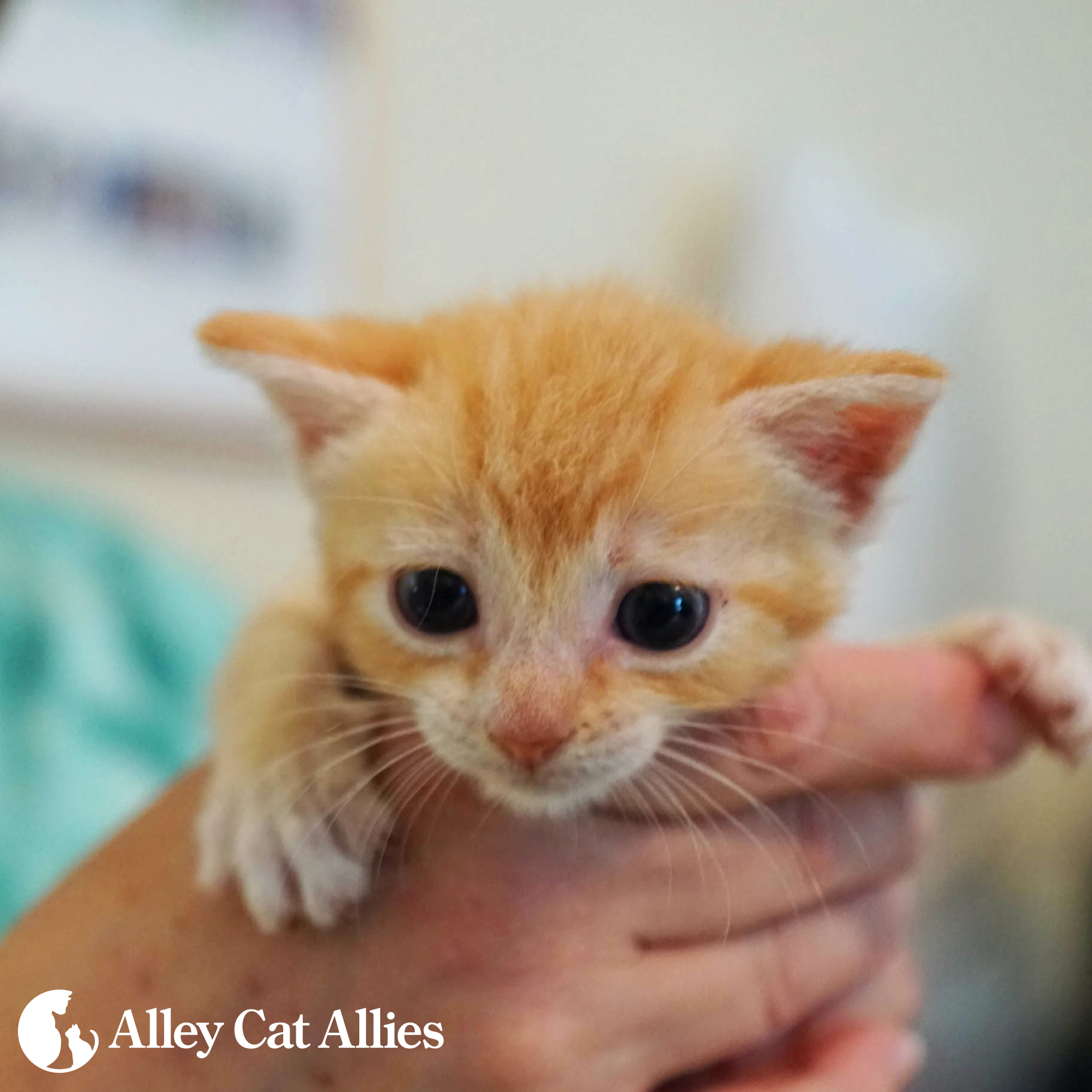 Tips for Kitten Care This Kitten Season | Alley Cat Allies